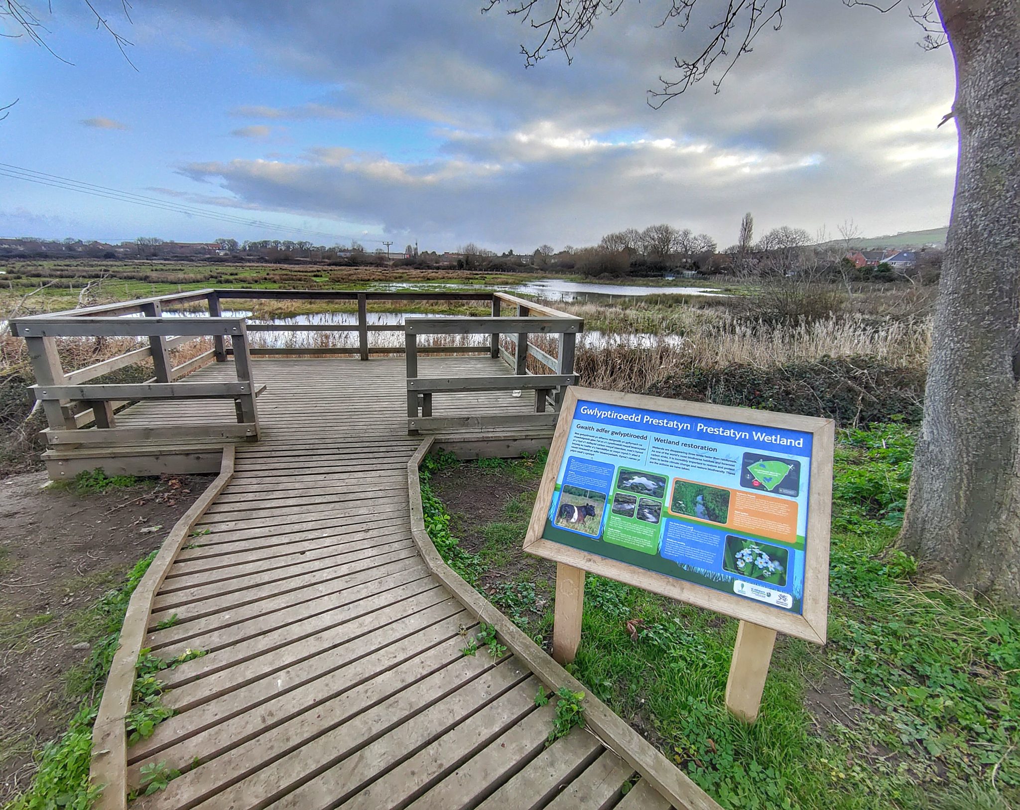 A feathered favourite has been spotted at Morfa wetland - Gogledd ...
