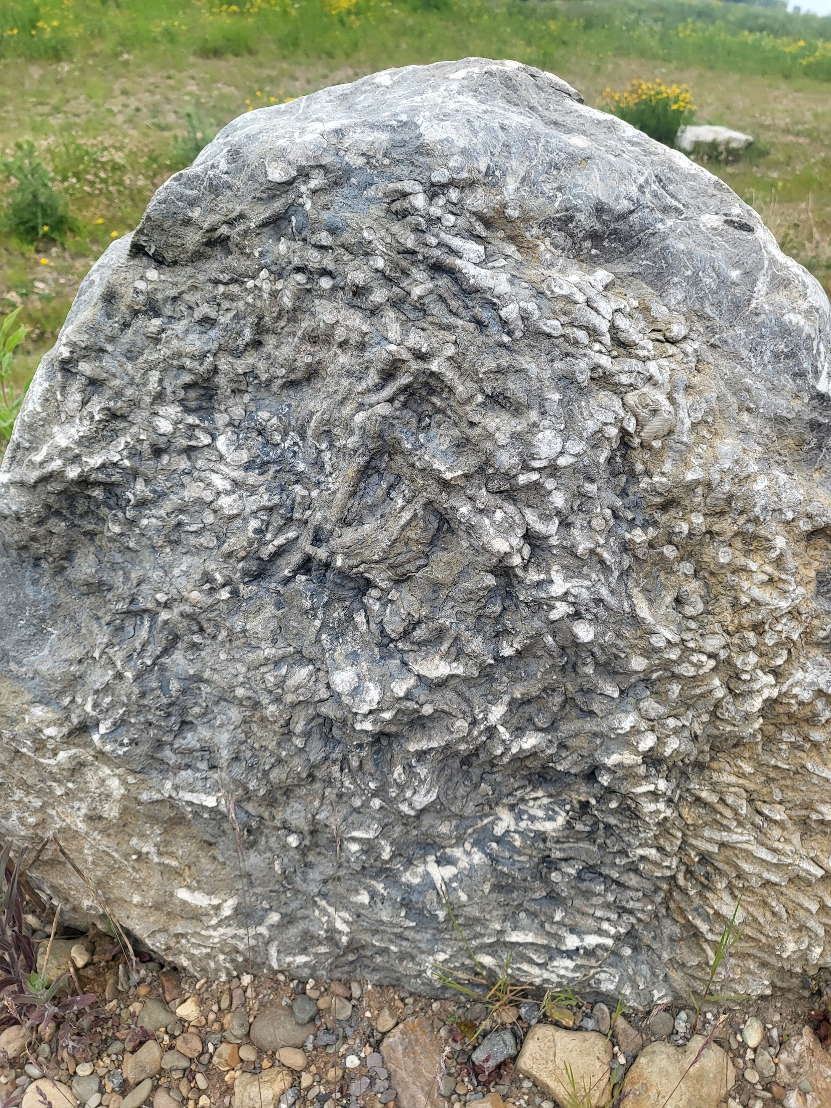 Park in the Past-Hope - Gogledd Ddwyrain Cymru - North East Wales