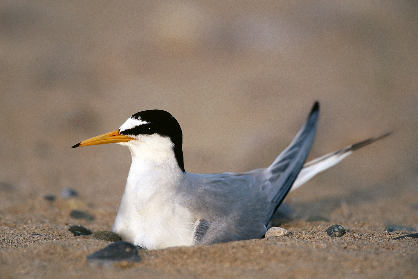 Visit Prestatyn - Gogledd Ddwyrain Cymru - North East Wales