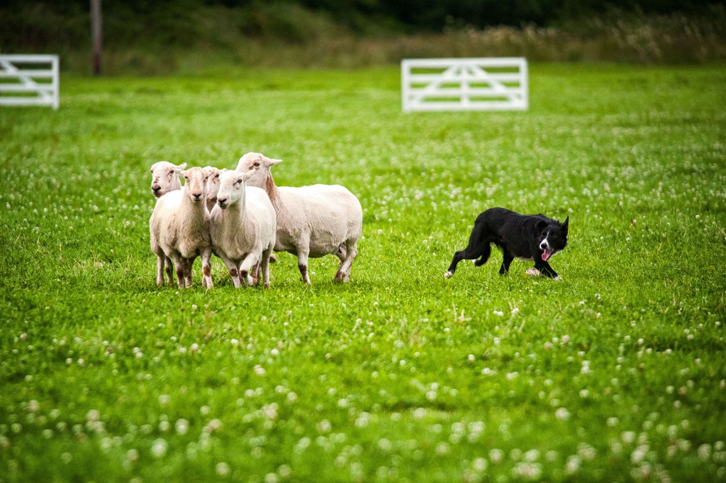 The Welsh National Sheepdog Trials 2023 - Gogledd Ddwyrain Cymru ...