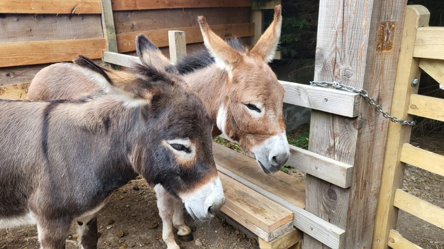 A visit to Moel Famau Donkeys - Gogledd Ddwyrain Cymru - North East Wales