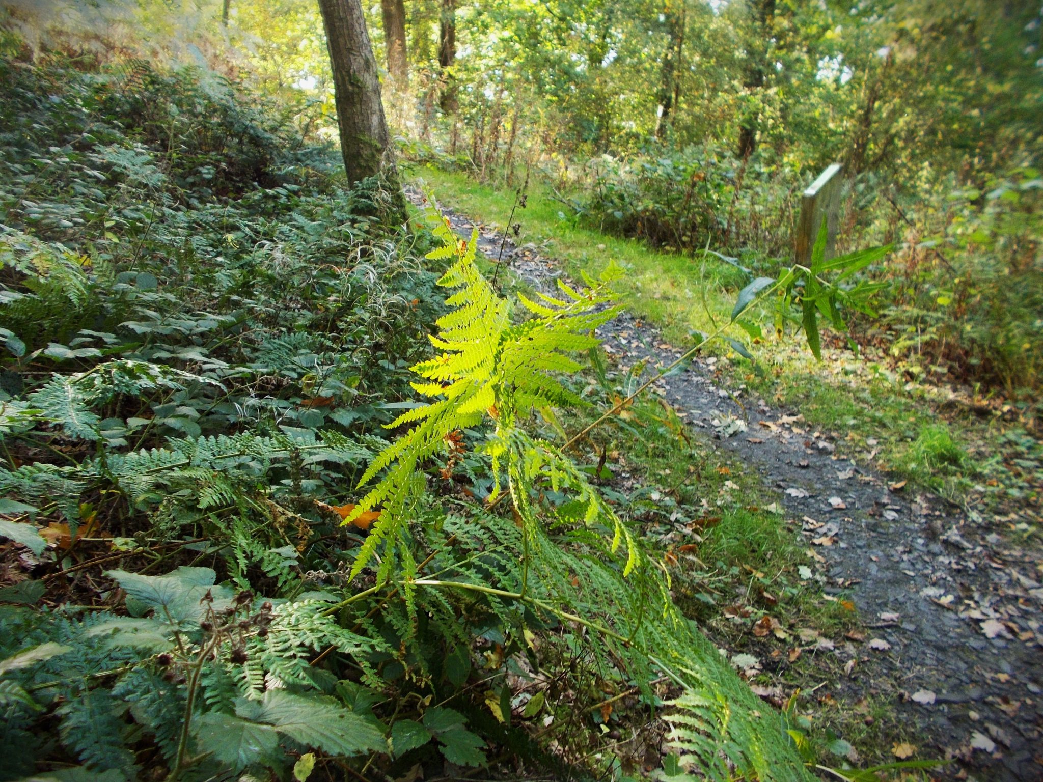 Corwen Walking Festival 2024 - Gogledd Ddwyrain Cymru - North East Wales