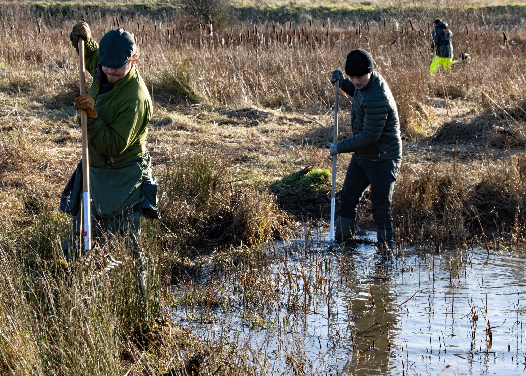Ponds at Gronant Dunes prepared to support rarest amphibian in Wales ...