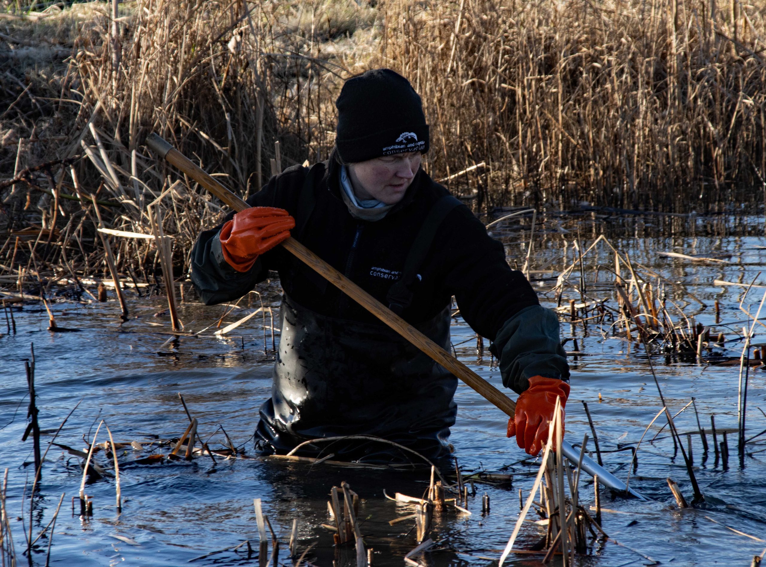Ponds at Gronant Dunes prepared to support rarest amphibian in Wales ...