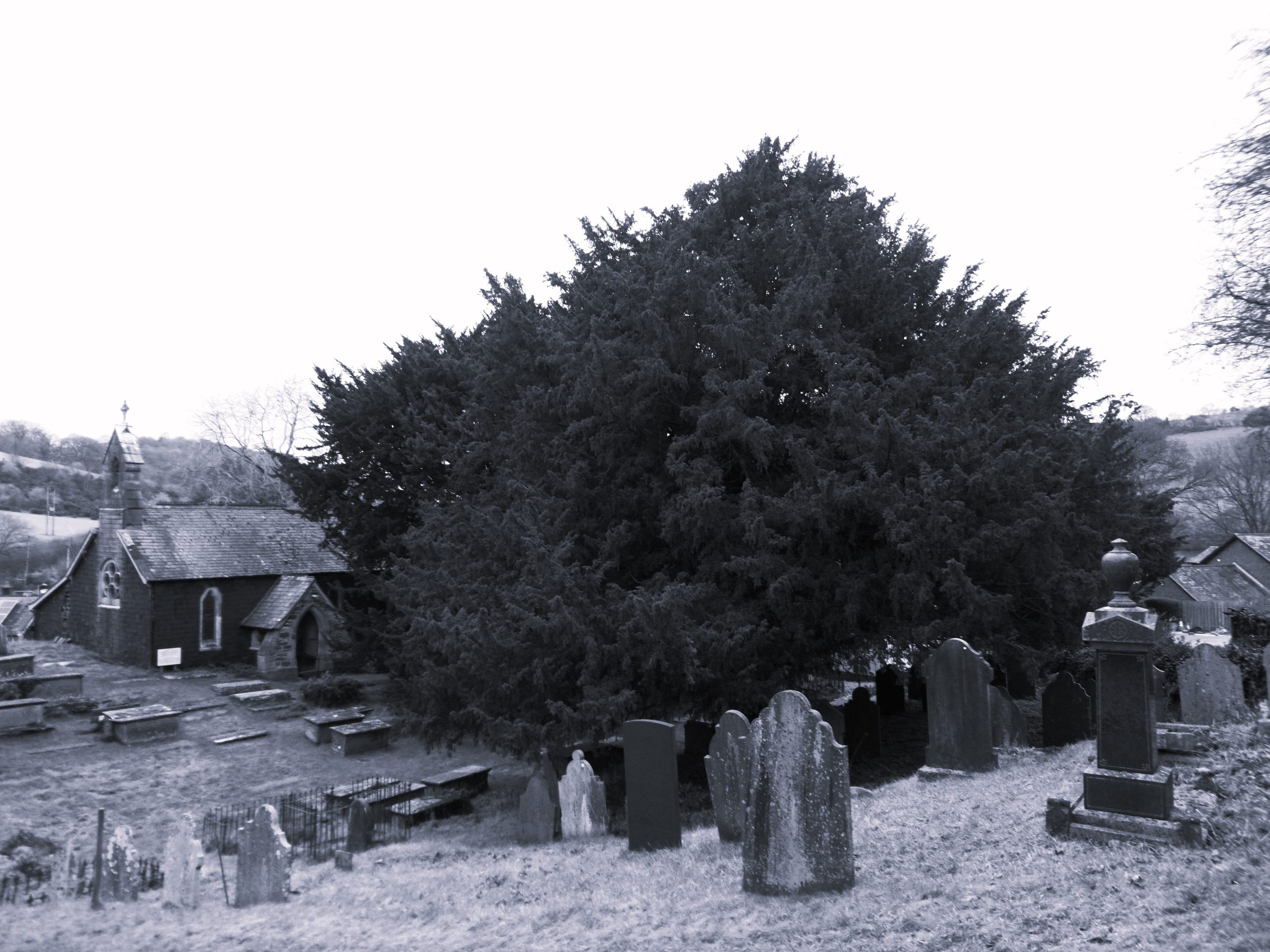 The Nantglyn Yew - Gogledd Ddwyrain Cymru - North East Wales
